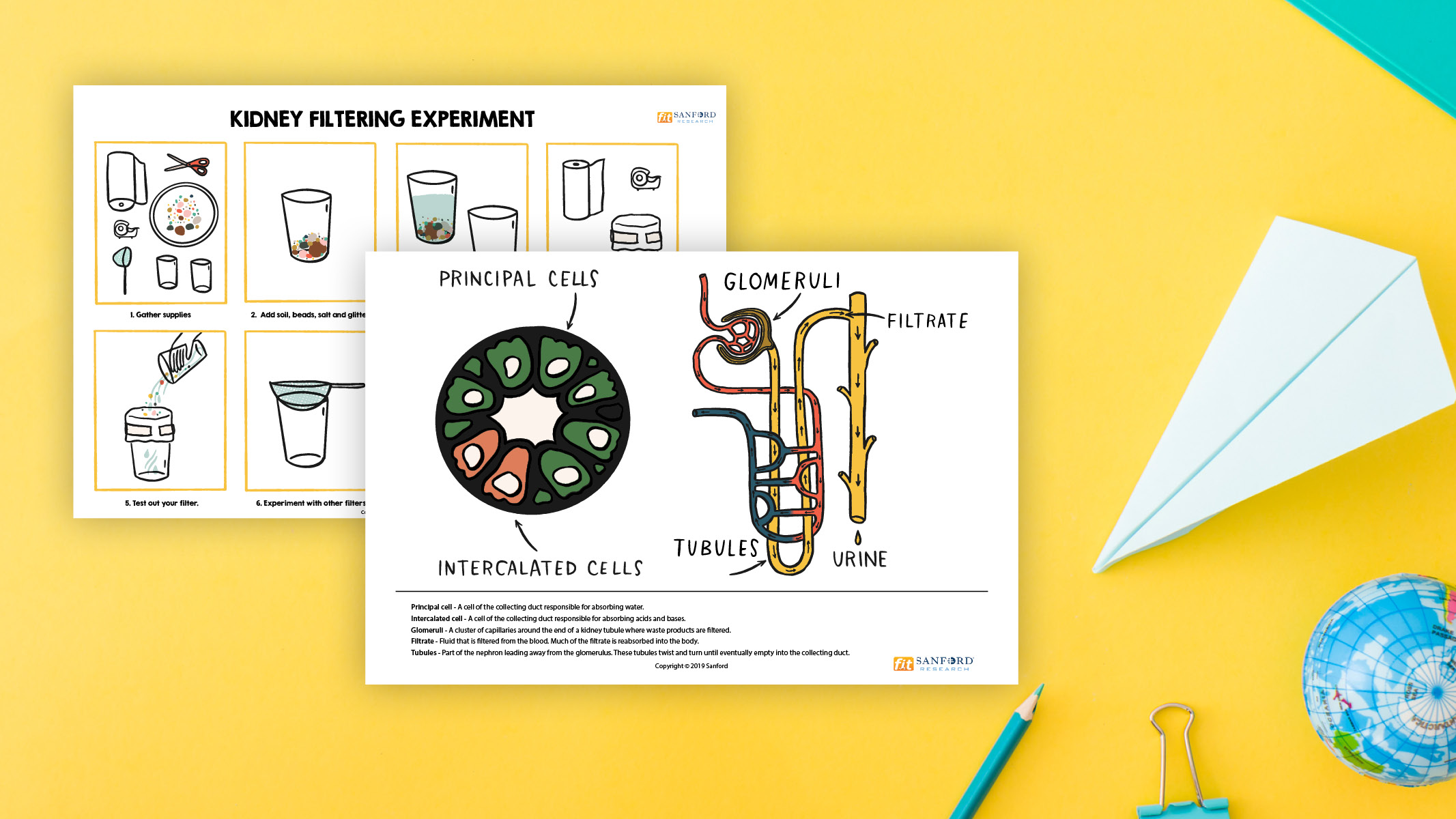 STEM Activity: Kidney Experiment | Sanford Fit