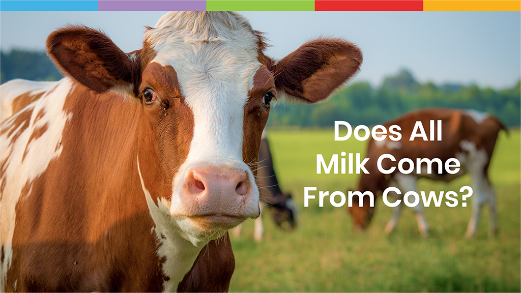 Does All Milk Come From Cows? | Sanford Fit
